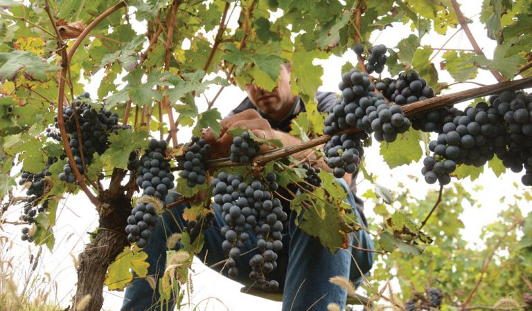 L’interpretazione – Vini Murva, azienda agricola Murva